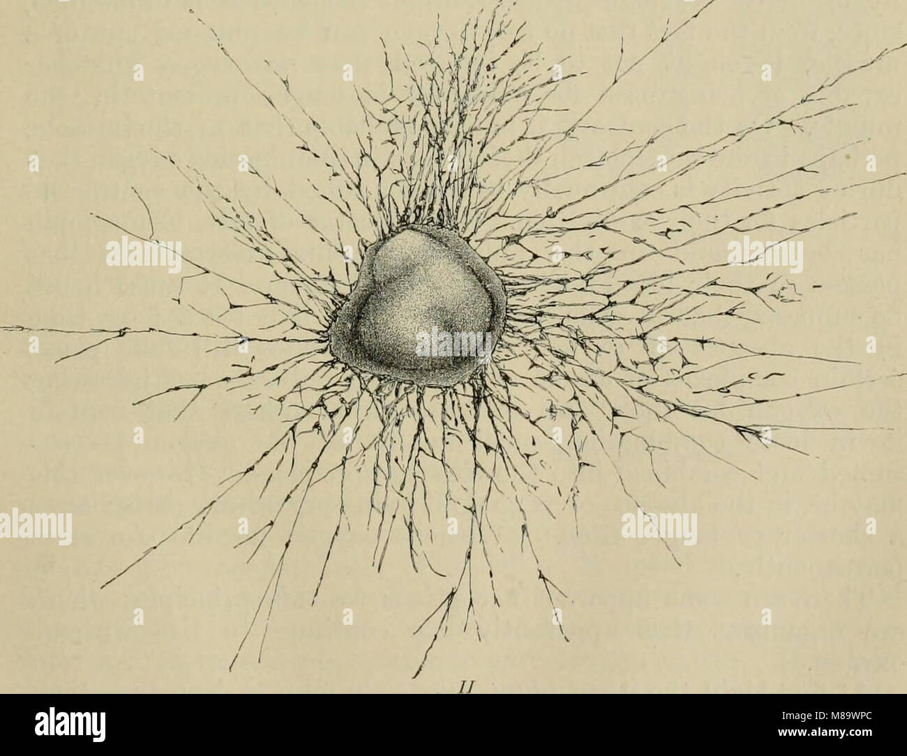 'General Physiology' (1899) provides an overview of physiological ...