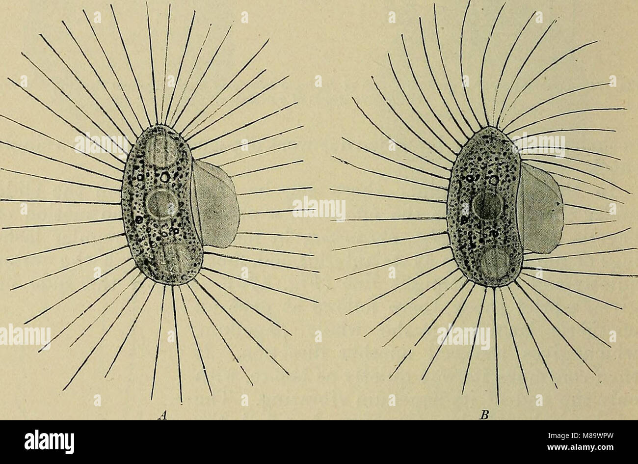 'General Physiology: An Outline of the Science of Life,' published in 1899, provides a ...