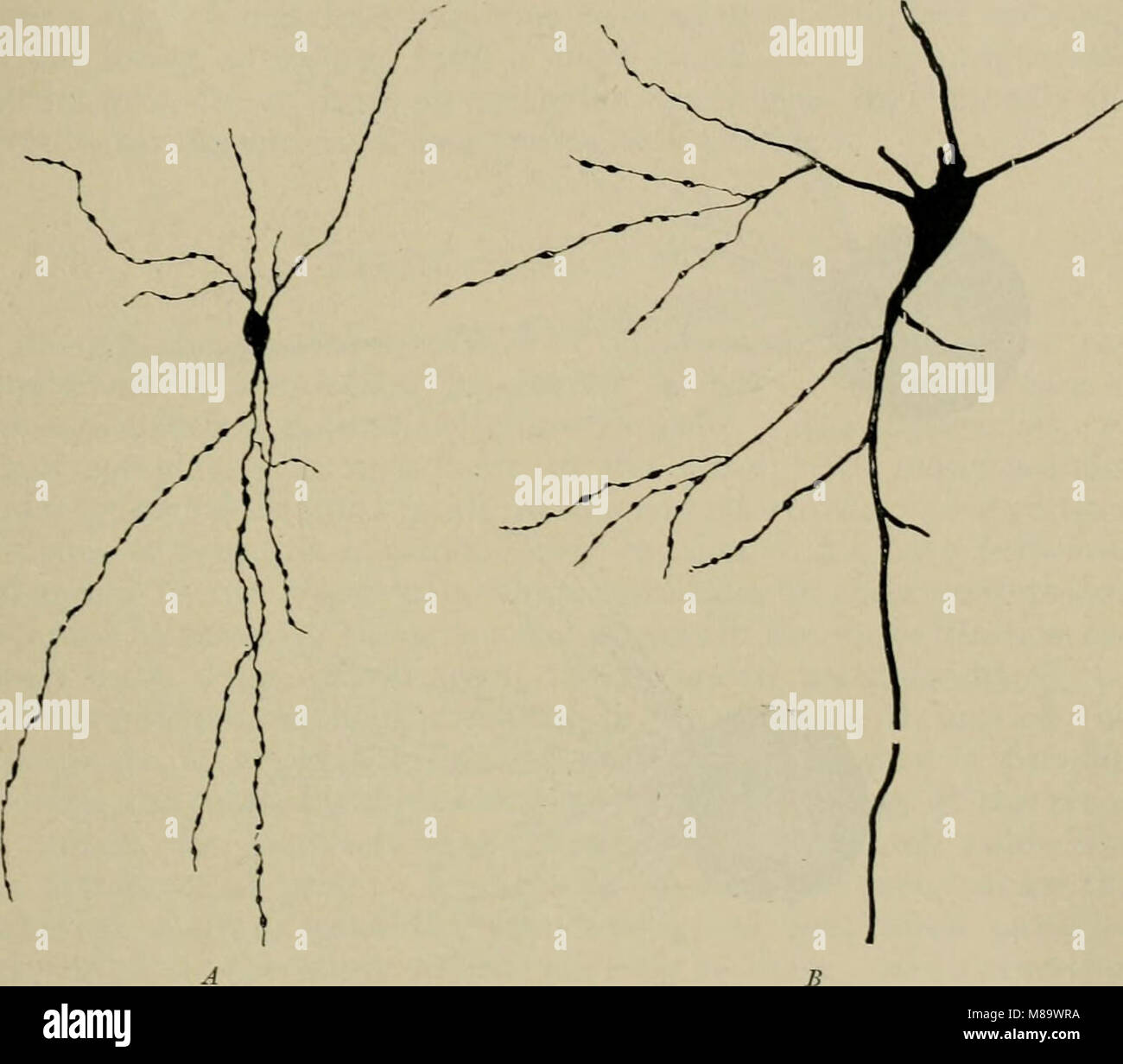 *General Physiology; An Outline of the Science of Life* (1899) provides ...
