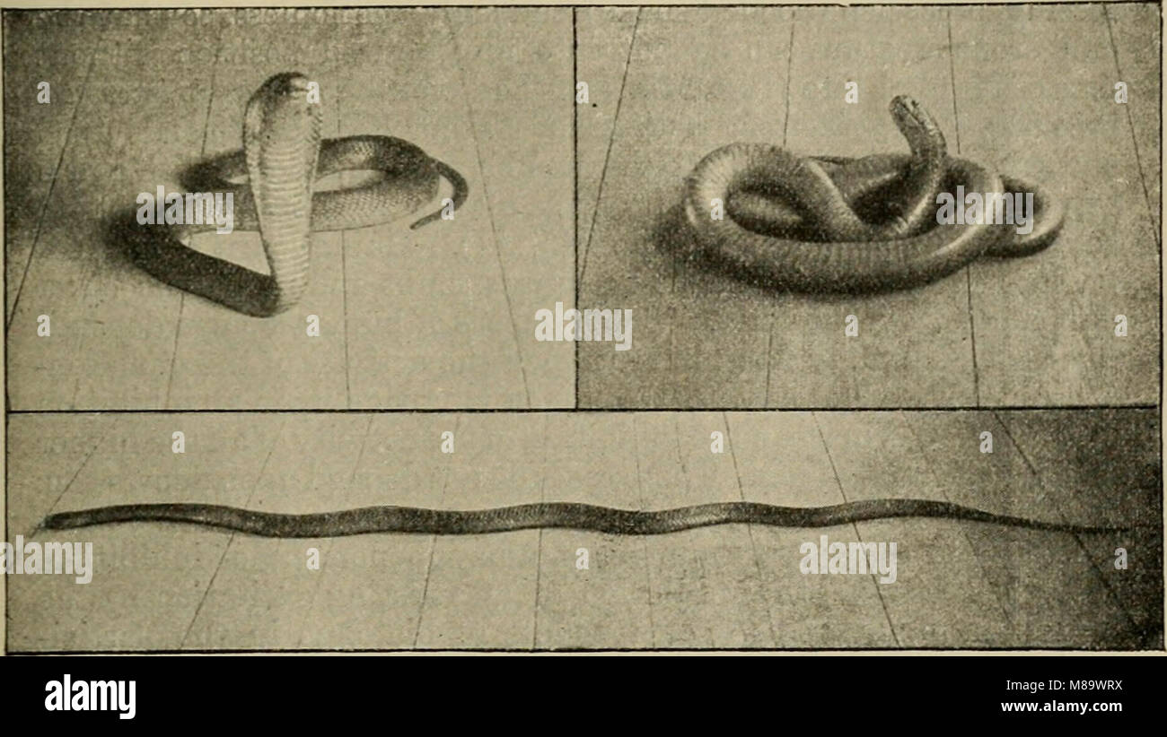 This 1899 book outlines general physiology, covering the science of ...
