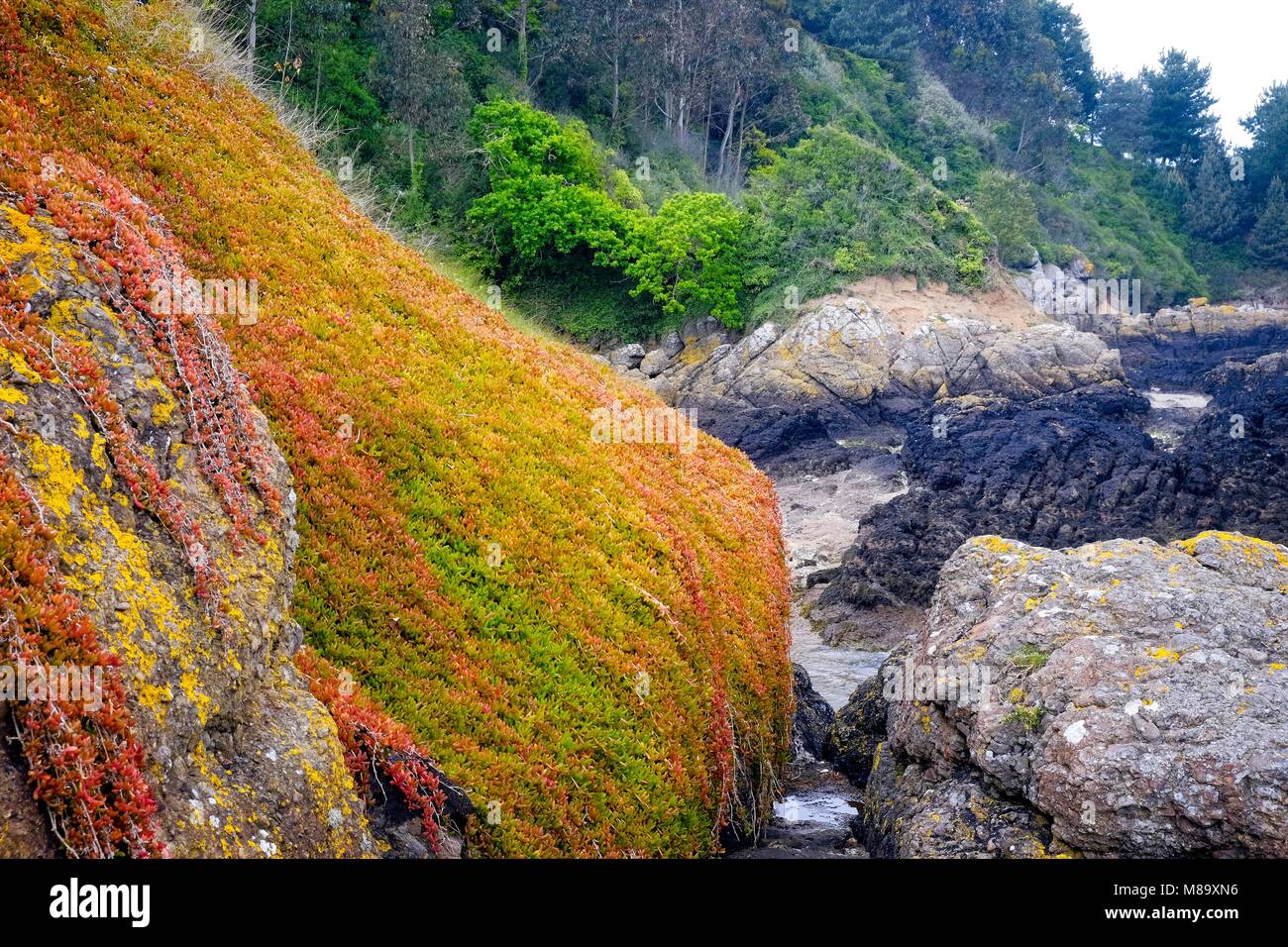 Cliff plants hi-res stock photography and images - Alamy