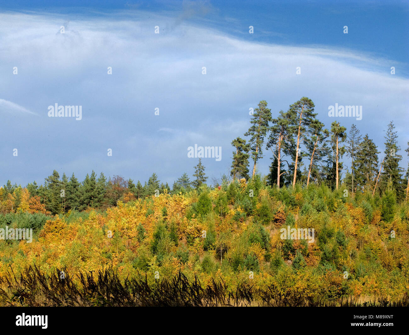Masurian woods hi-res stock photography and images - Alamy