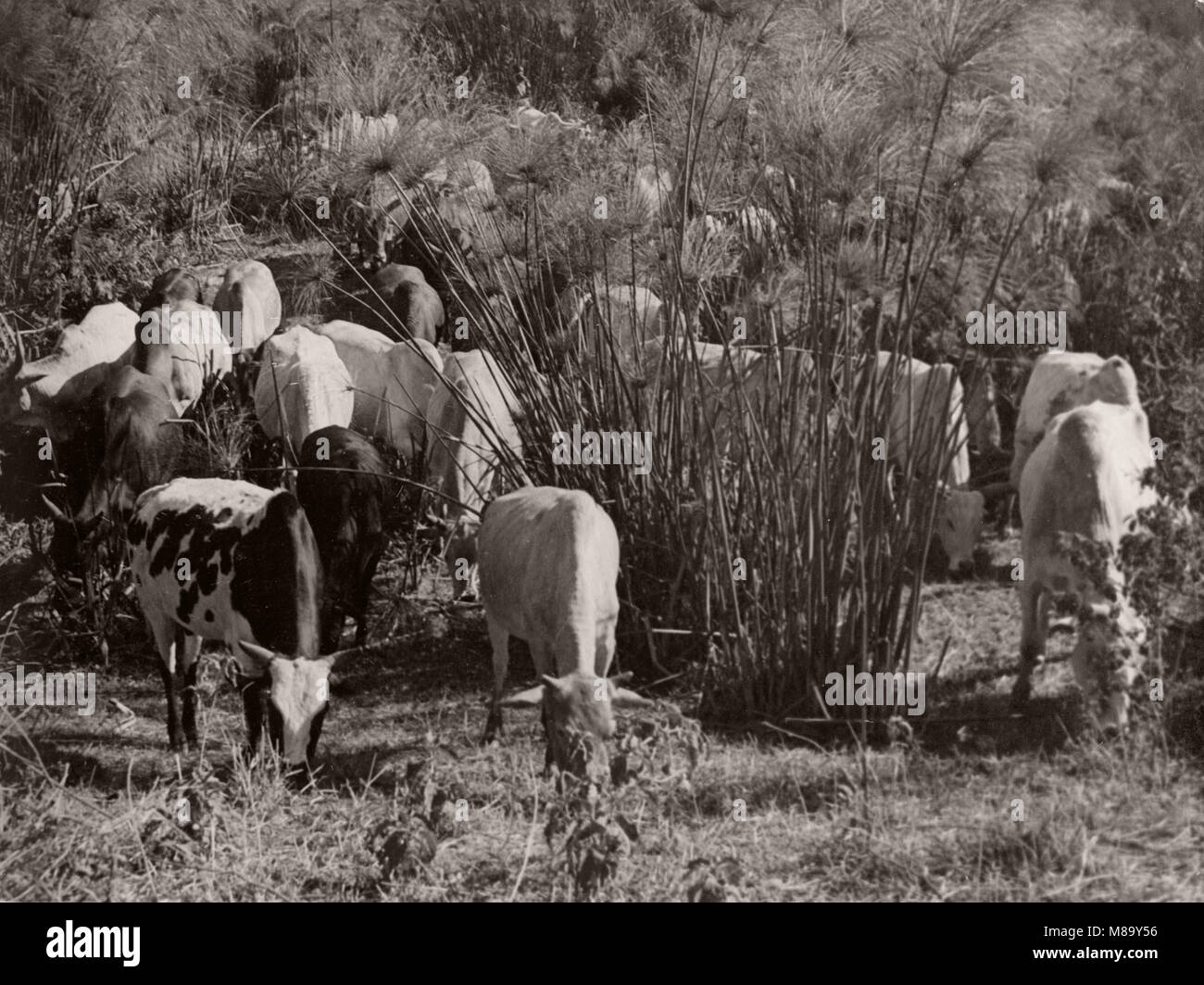 1940s East Africa - native African cross-bred cattle Stock Photo - Alamy