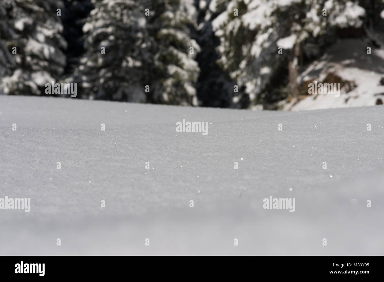 fresh snow close up background in winter forest landscape nature in ...