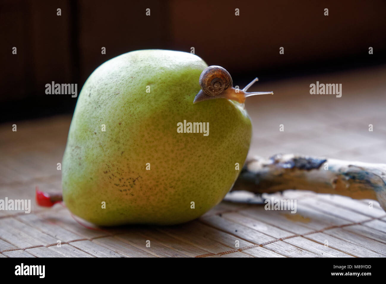 Snail sitting on green pear and tree trunk and crawls to broccoli ...