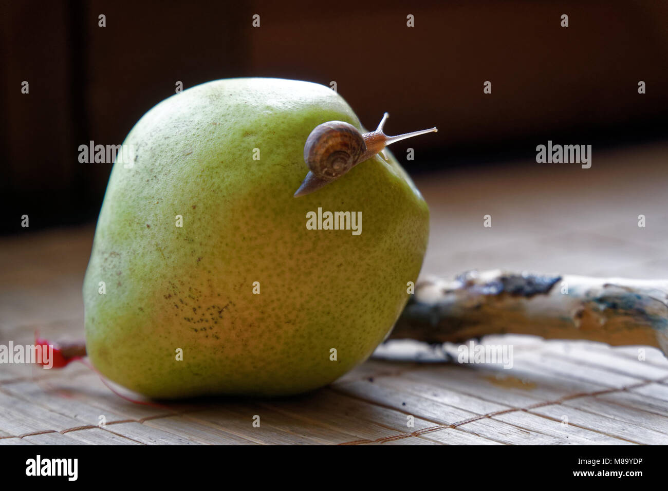 Snail sitting on green pear and tree trunk and crawls to broccoli ...