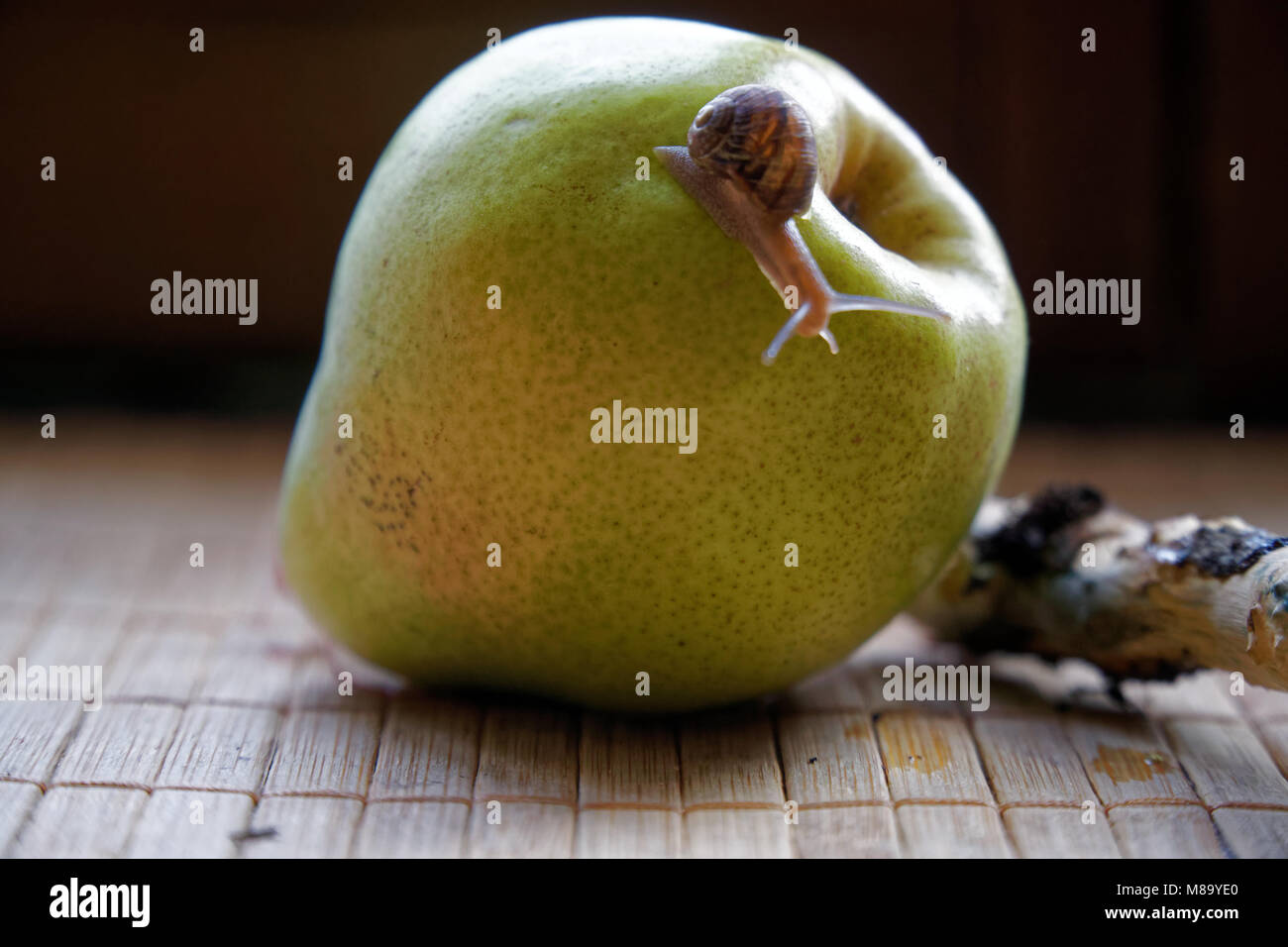Snail sitting on green pear and tree trunk and crawls to broccoli ...