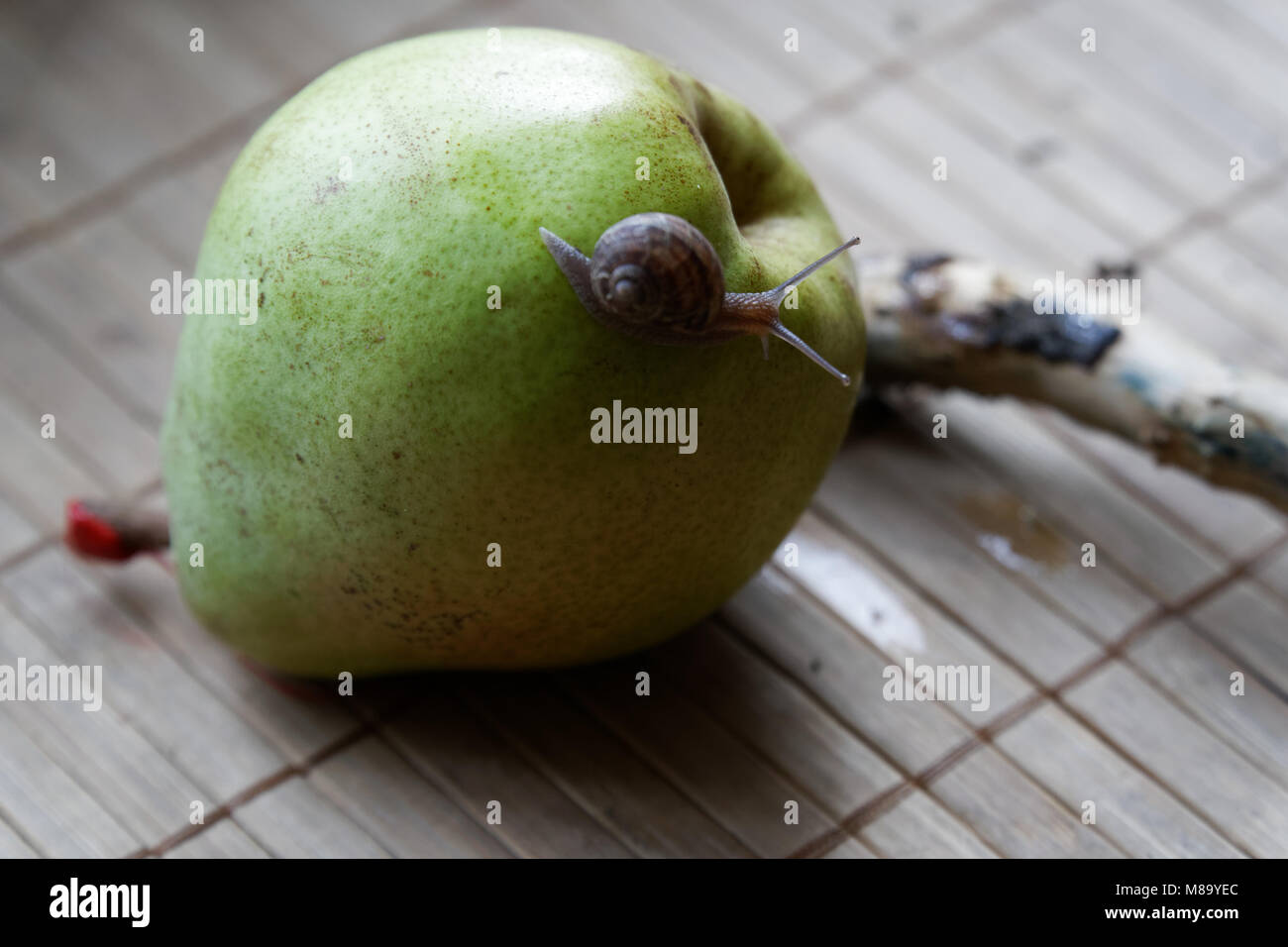 Snail sitting on green pear and tree trunk and crawls to broccoli ...