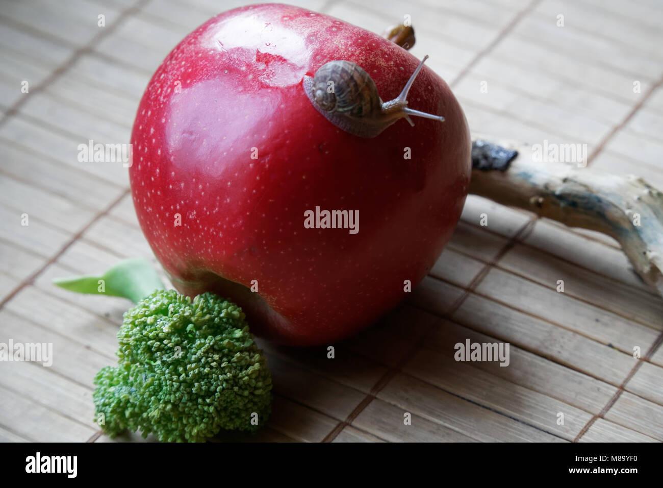 Snail sitting on red apple and tree trunk and go to green broccoli ...