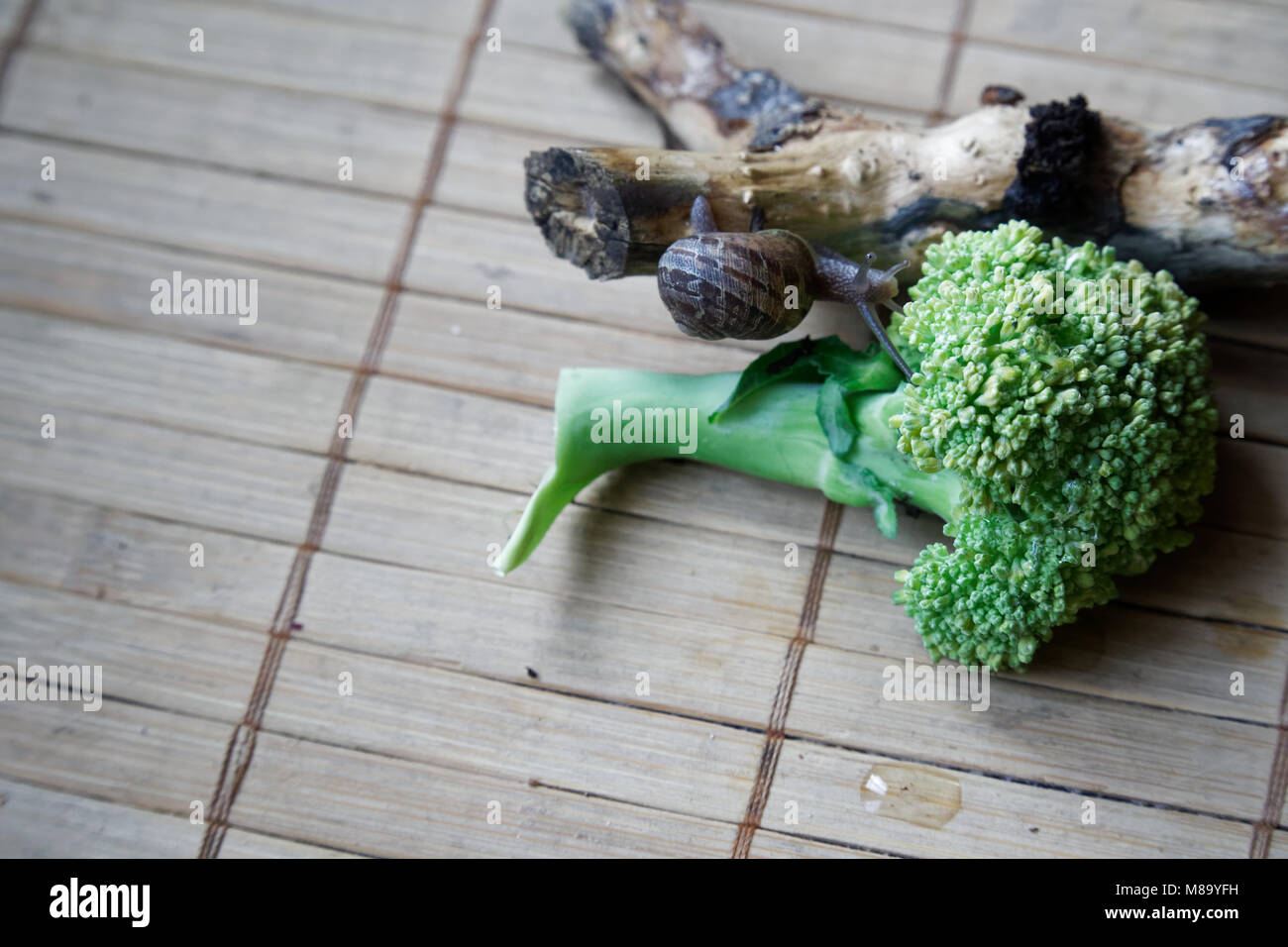 Snail sitting on little tree trunk and go to green broccoli, wooden ...