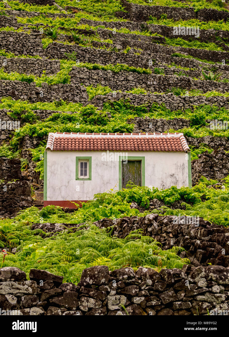 Vineyards of Maia, Santa Maria Island, Azores, Portugal Stock Photo - Alamy