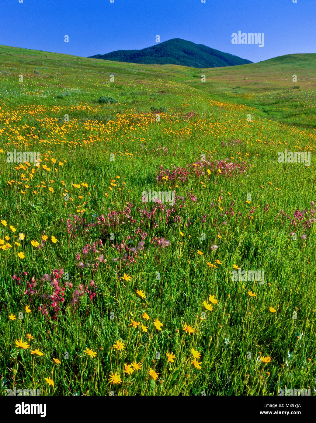 Judith mountains hi-res stock photography and images - Alamy