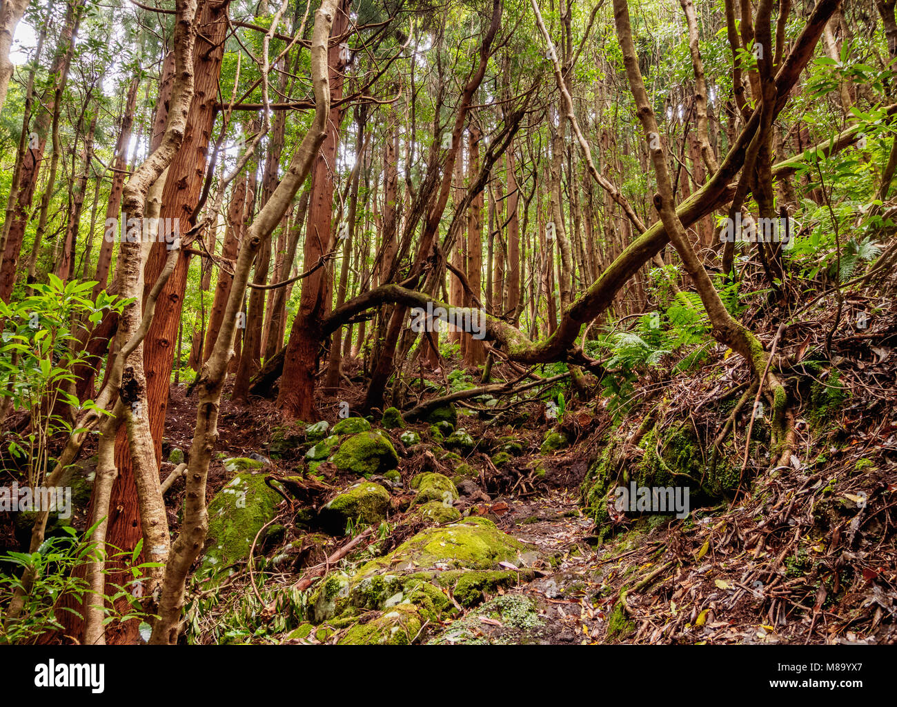 Pico alto santa maria hi-res stock photography and images - Alamy