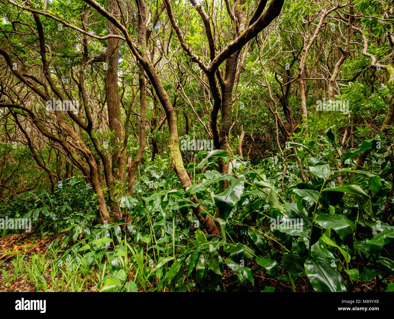 Pico alto santa maria hi-res stock photography and images - Alamy