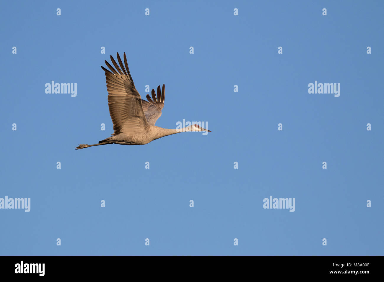 Sandhill crane in flight Stock Photo - Alamy
