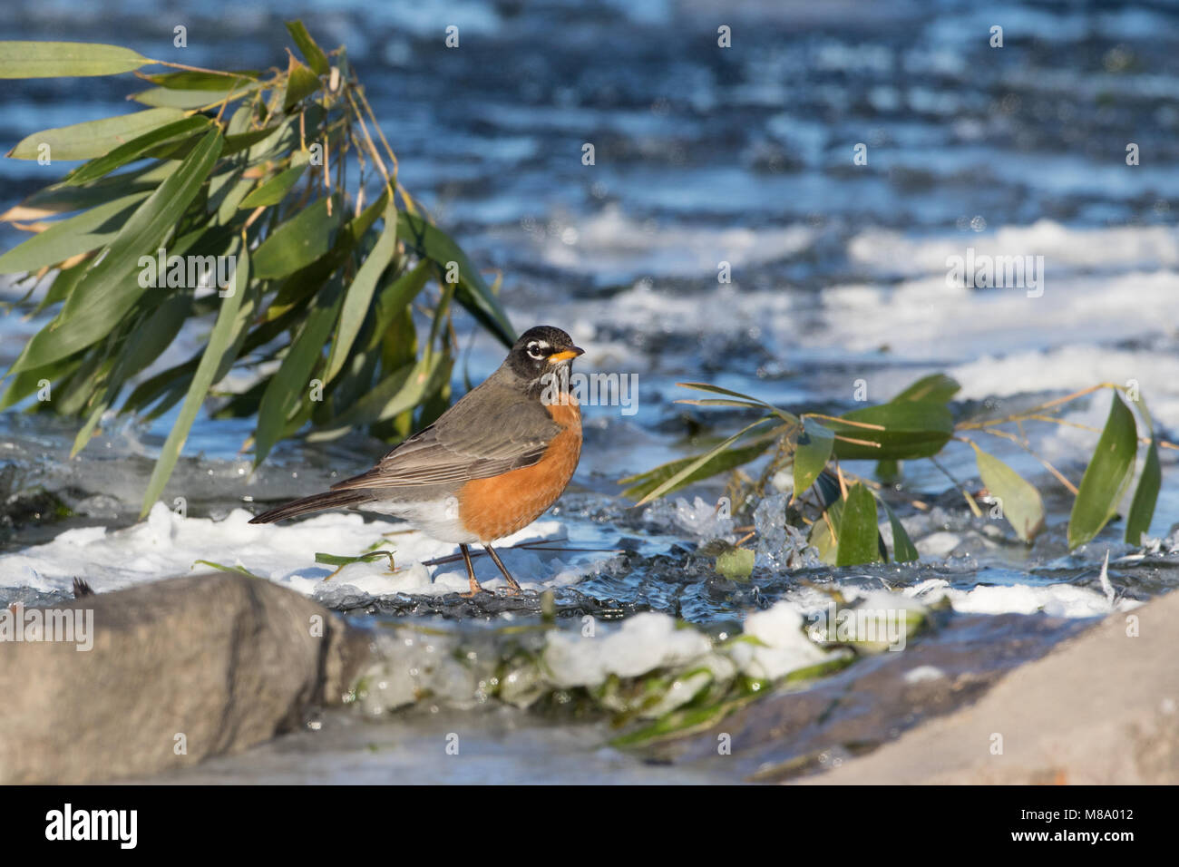 Winter American robin Stock Photo - Alamy