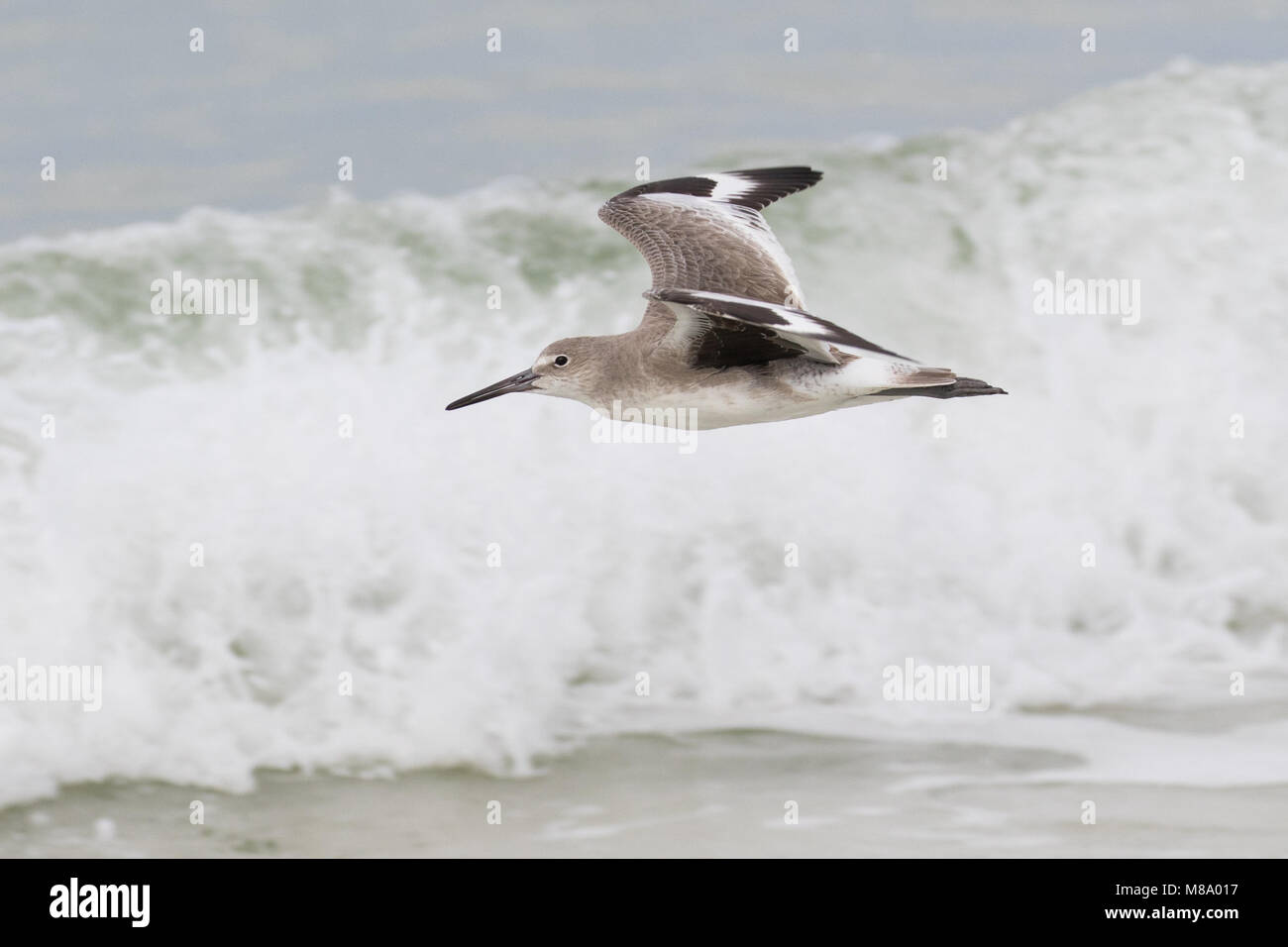 Willet flying along seashore Stock Photo - Alamy