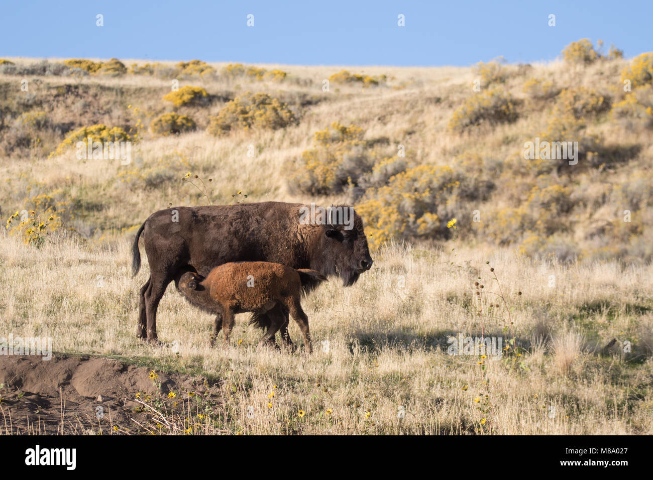 Cow nursing hi-res stock photography and images - Alamy