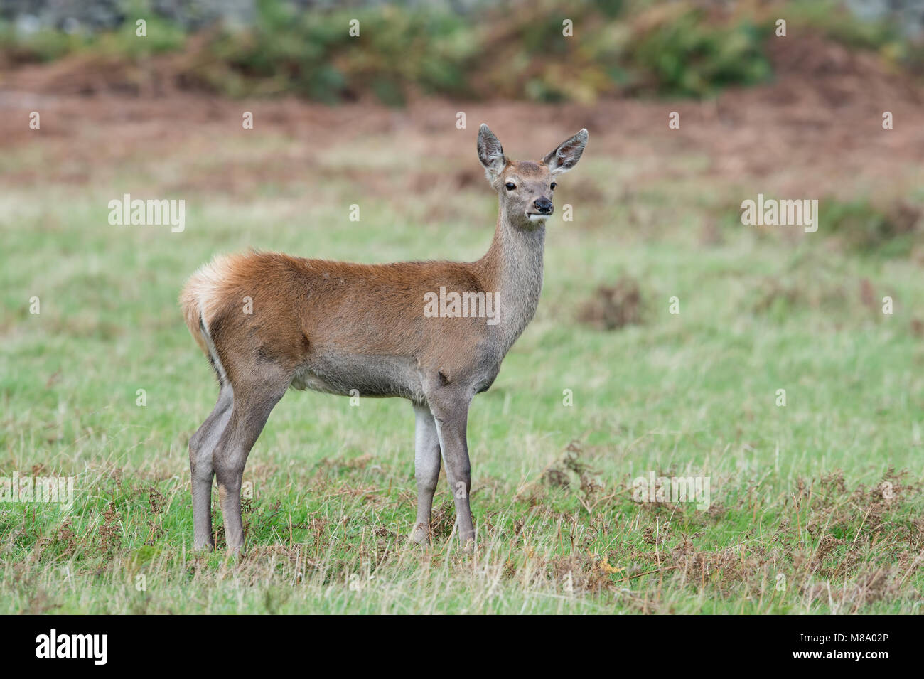 Red deer and fawn hi-res stock photography and images - Alamy