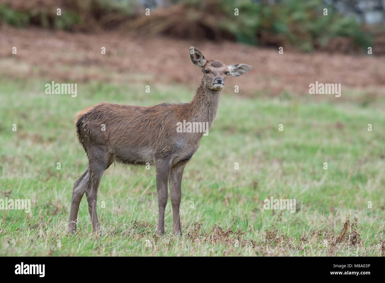 Red Deer Fawn (Cervus elaphus Stock Photo - Alamy