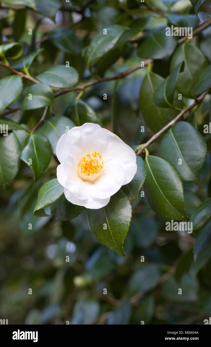 Camellia williamsii flower Stock Photo - Alamy