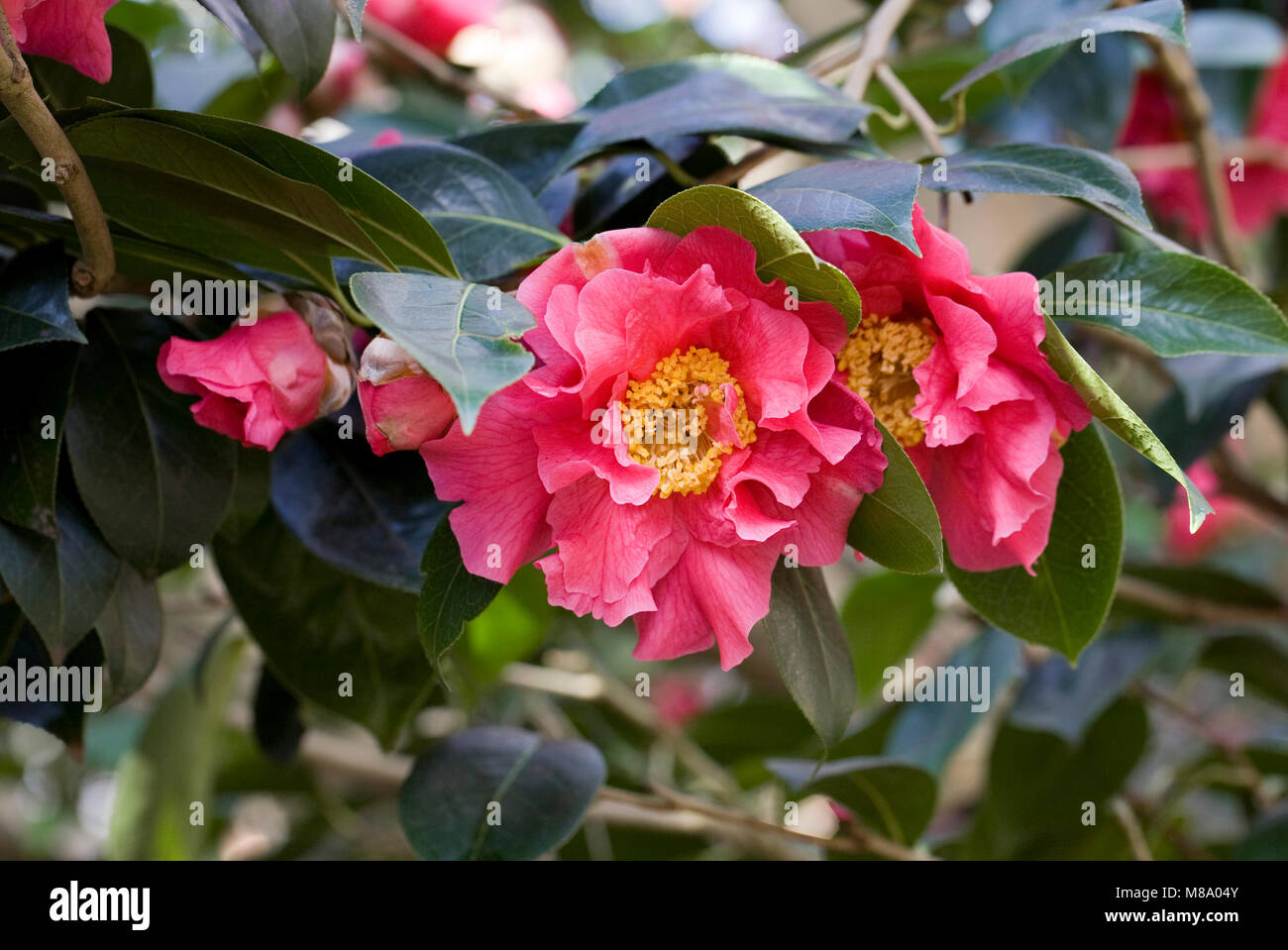 Camellia Milo Rowell High Resolution Stock Photography and Images - Alamy