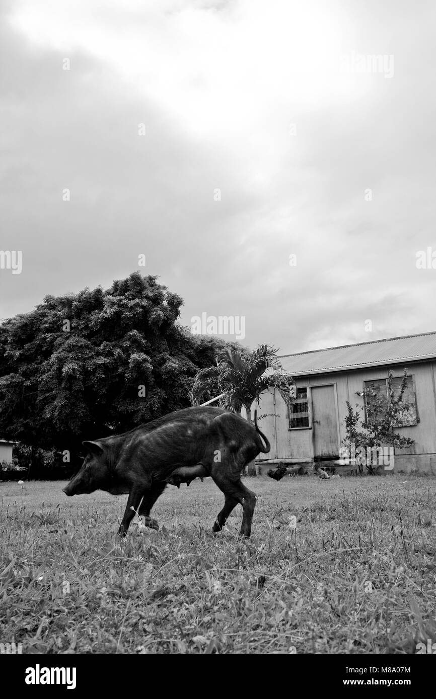 Local ha Black and White Stock Photos & Images - Alamy