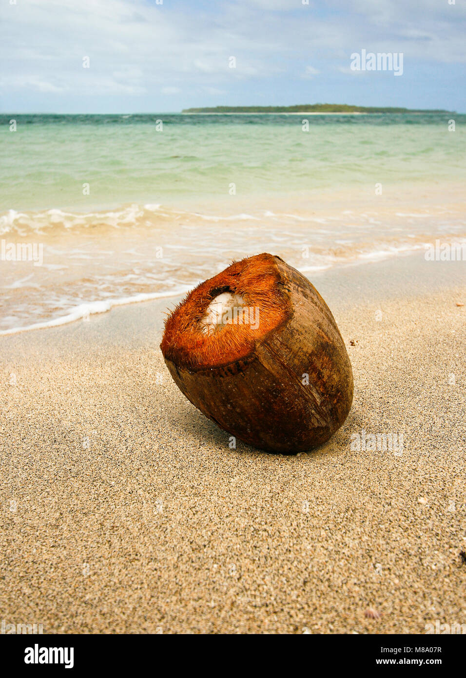 Coconut.Lifuka island. ha´apai islands. Tonga. Polynesia Stock Photo ...