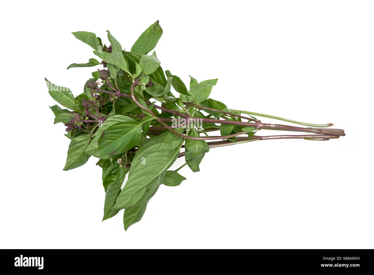 fresh Asian basil leaves isolated on white background Stock Photo - Alamy