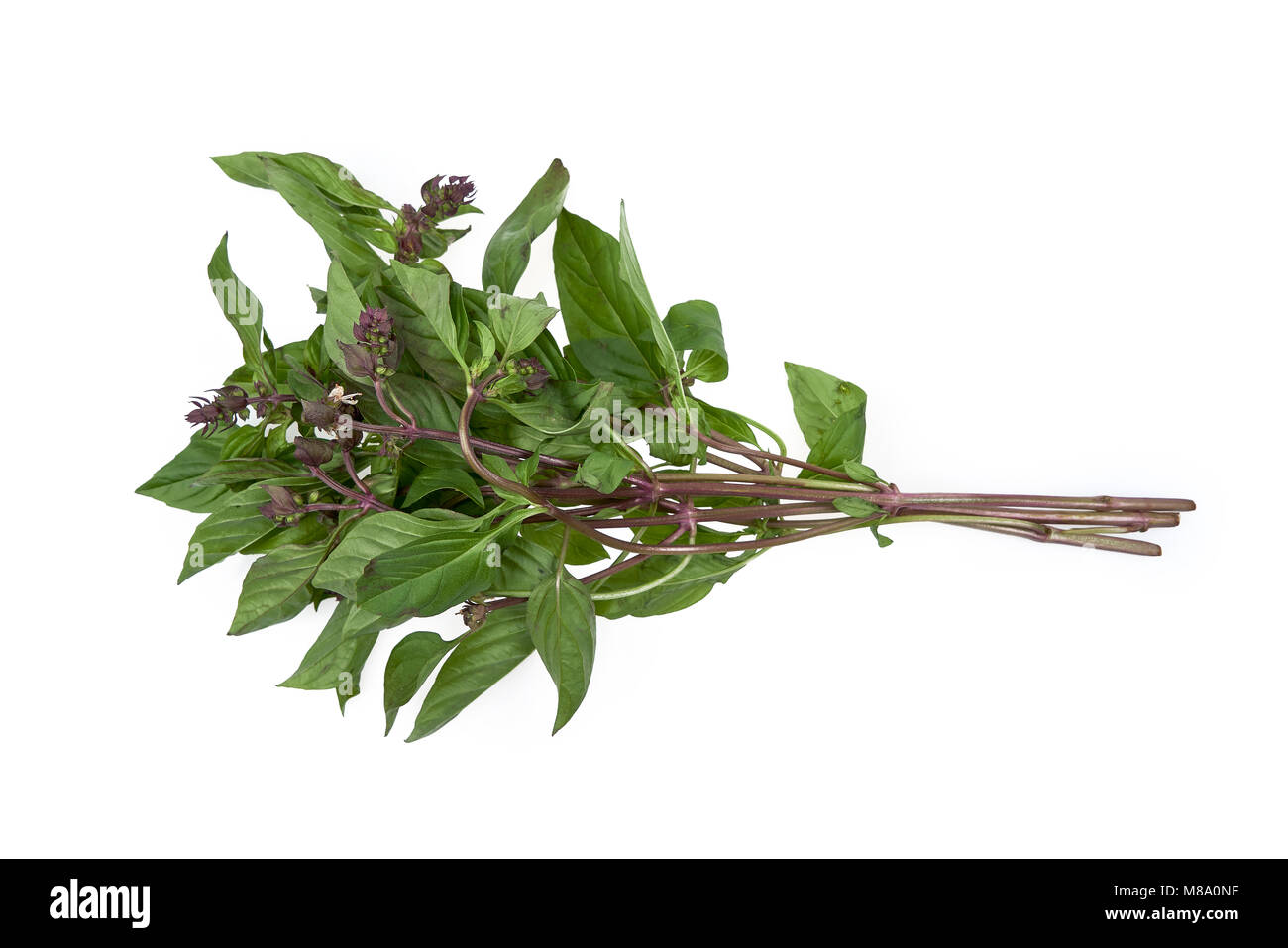 organic Asian basil leaves on white background Stock Photo - Alamy
