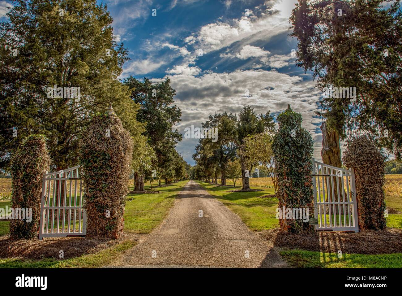 tree lined lane Stock Photo - Alamy