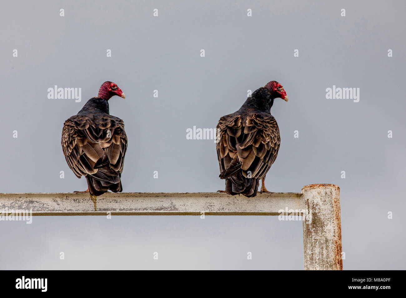 Buzzard sitting on pole hi-res stock photography and images - Alamy