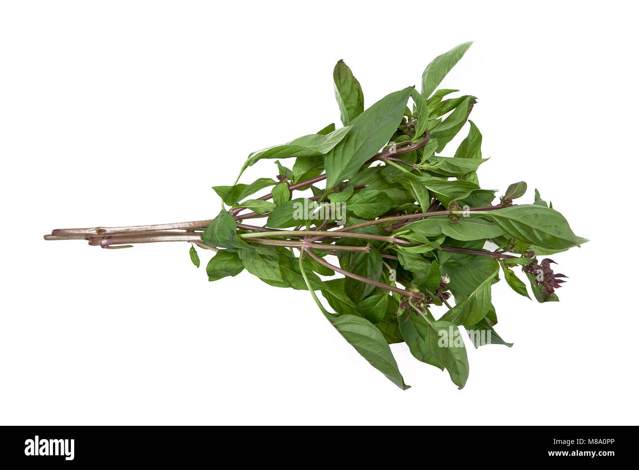 sweet Asian basil leaves isolated on white background Stock Photo - Alamy