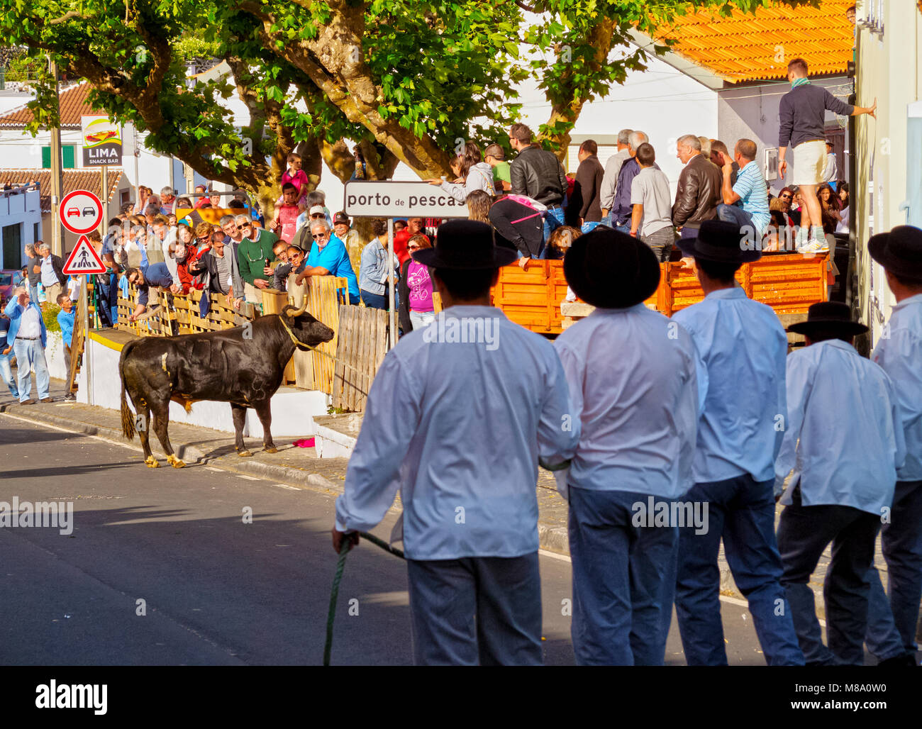 Tourada a corda, bullfighting on a rope, Sao Mateus da Calheta ...
