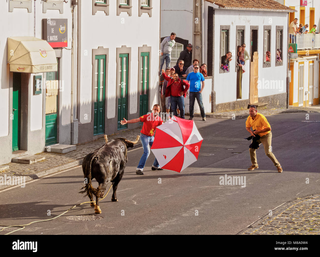 Tourada a corda, bullfighting on a rope, Sao Mateus da Calheta ...