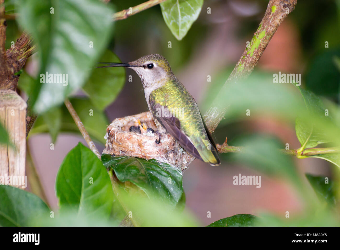 Mother Hummingbird caring for her young Stock Photo - Alamy