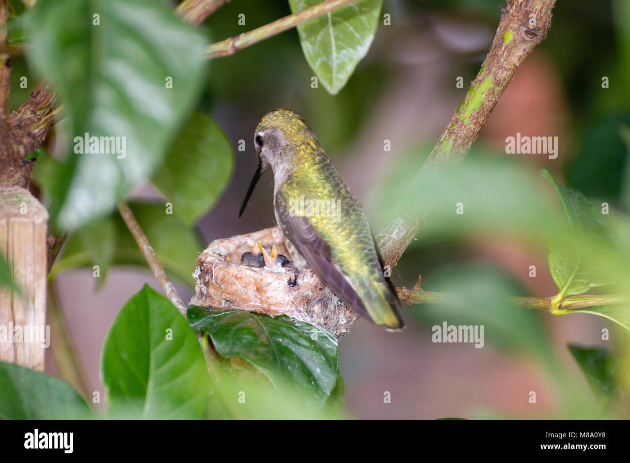 Mother Hummingbird caring for her young Stock Photo - Alamy