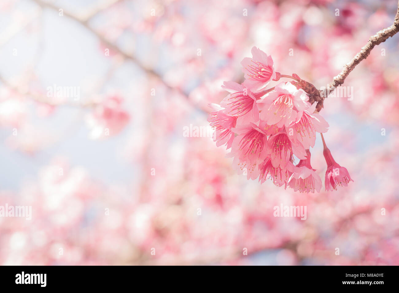 Close up Spring Cherry blossoms full bloom with sun rays Stock Photo ...