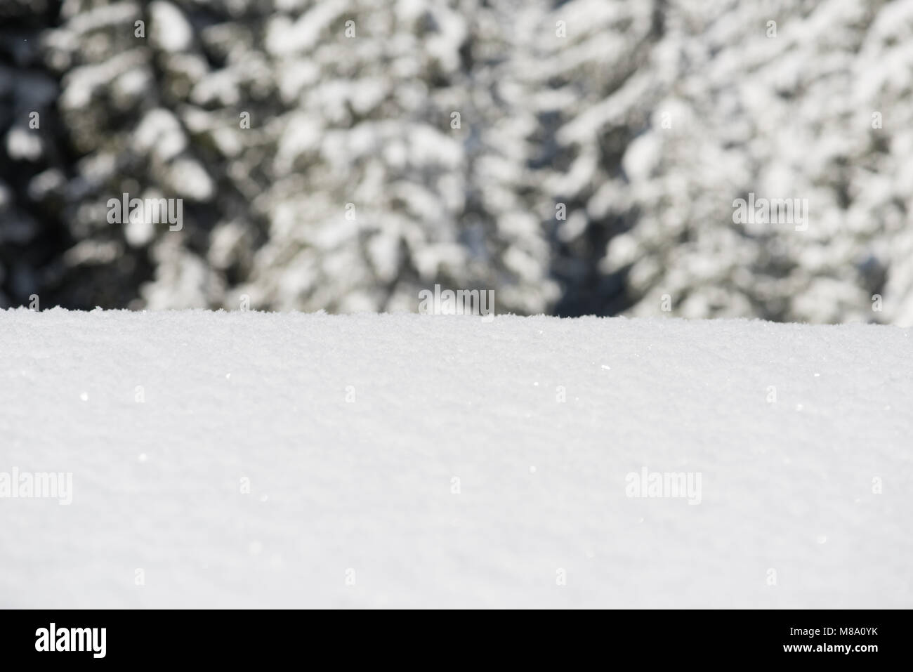 fresh snow close up background in winter forest landscape nature in ...