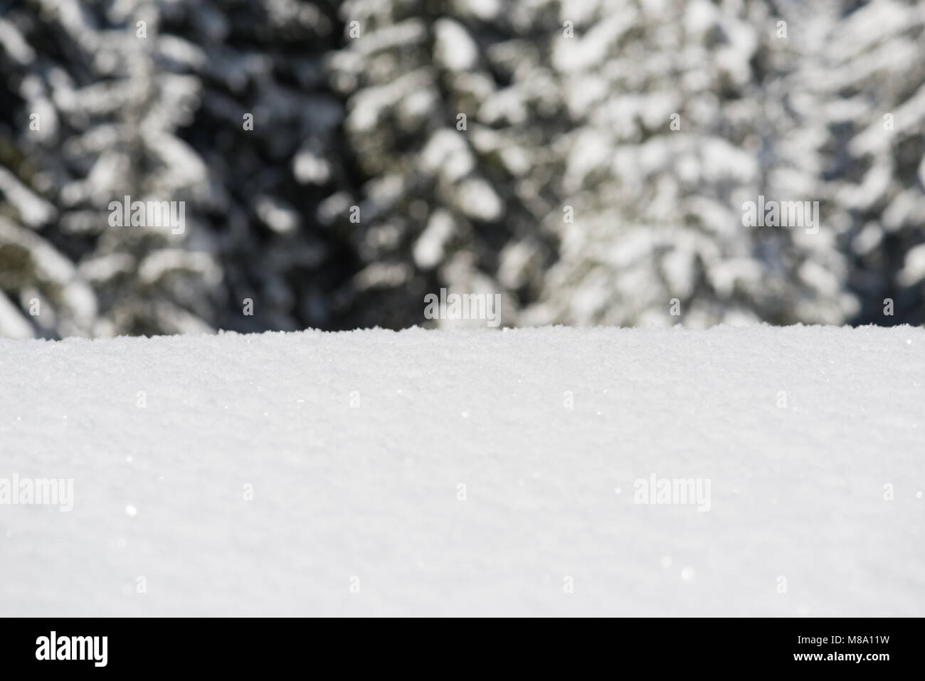 fresh snow close up background in winter forest landscape nature in ...