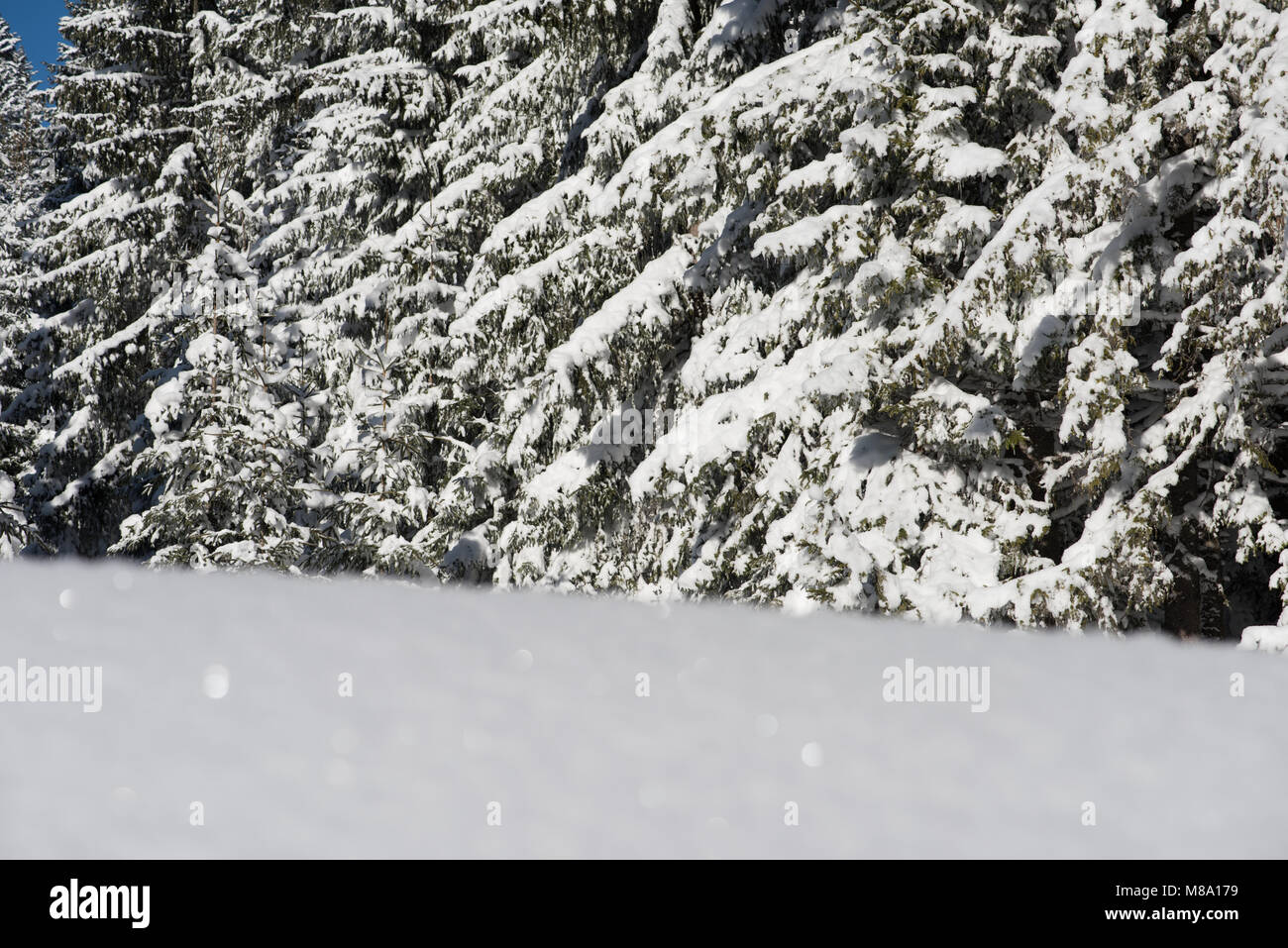 fresh snow close up background in winter forest landscape nature in ...