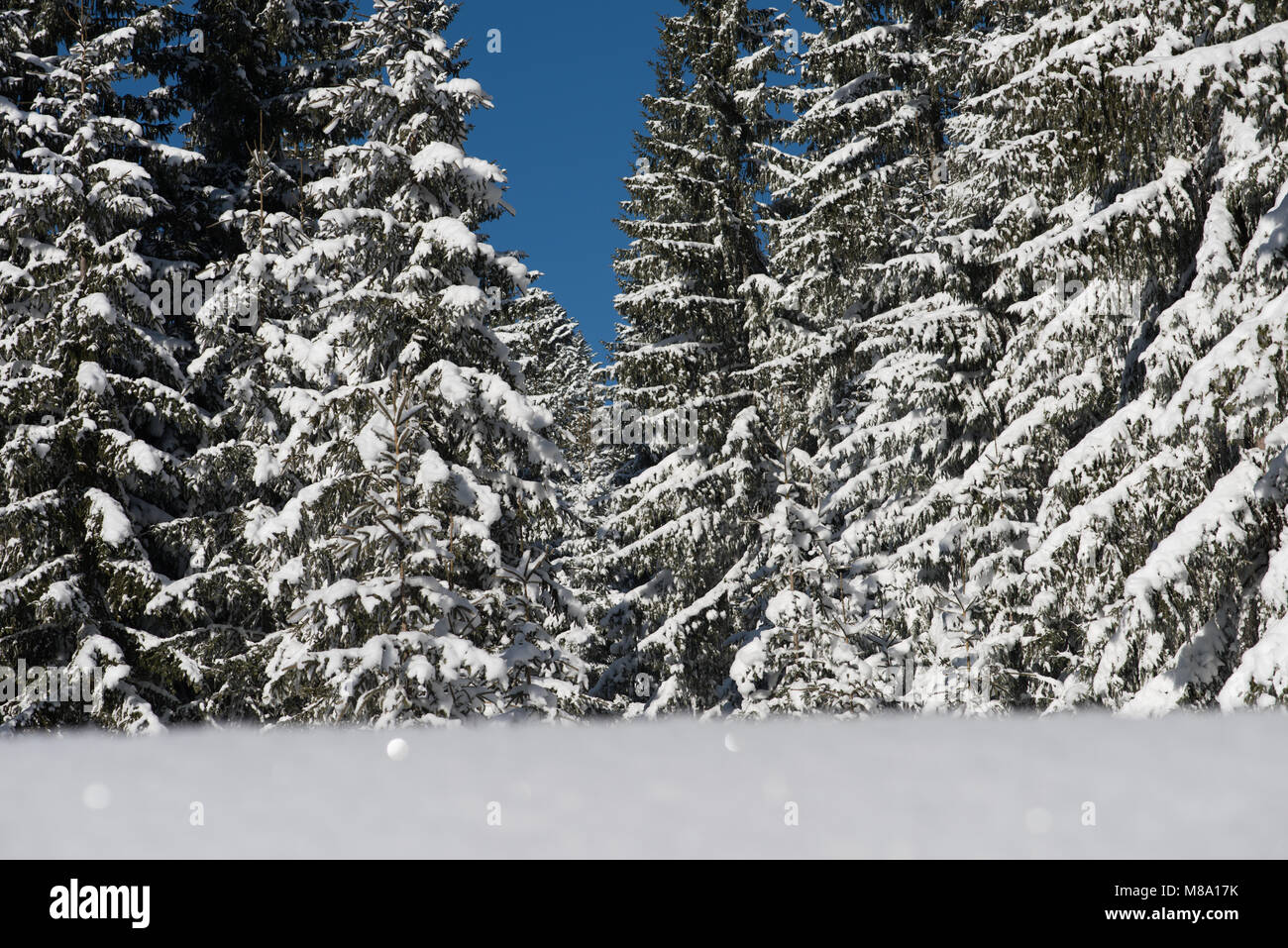 fresh snow close up background in winter forest landscape nature in ...
