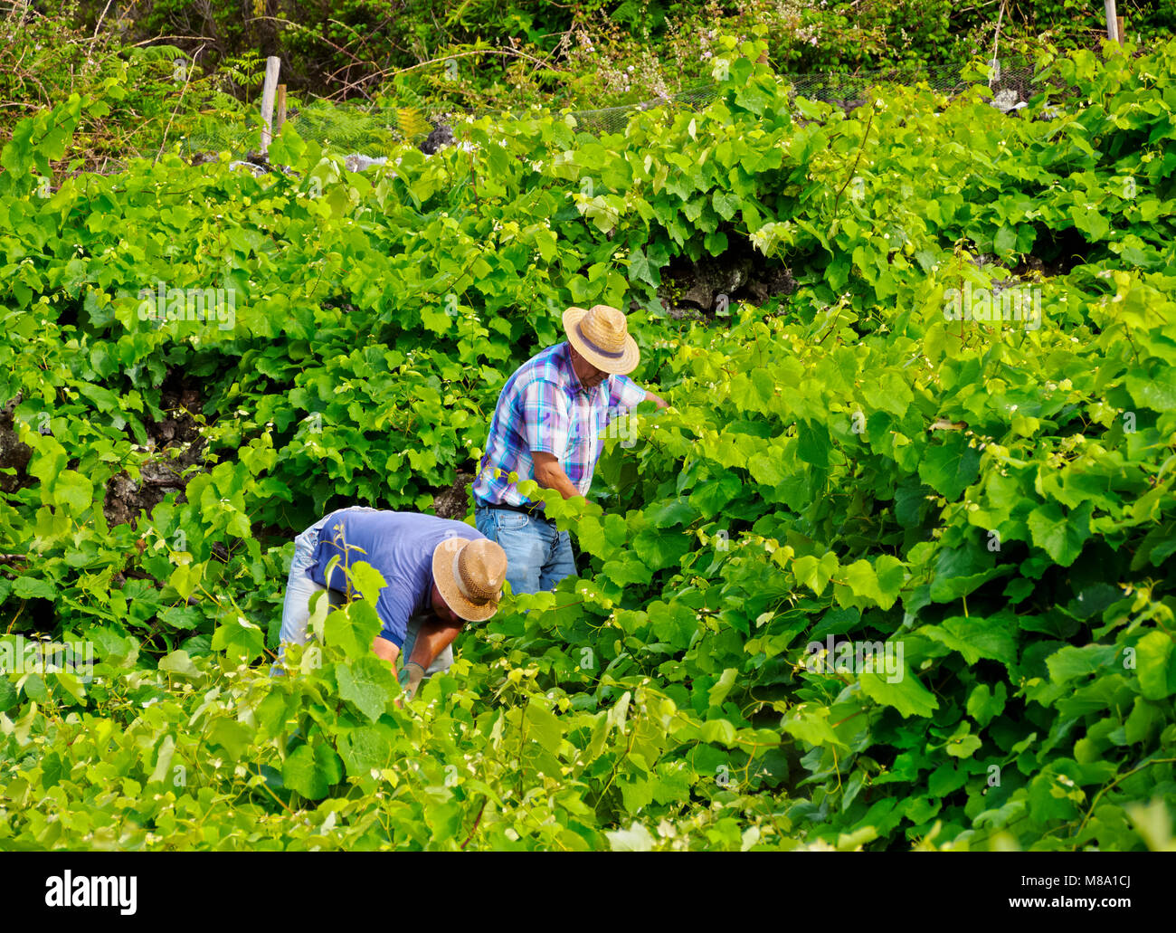 Azores men hi-res stock photography and images - Alamy