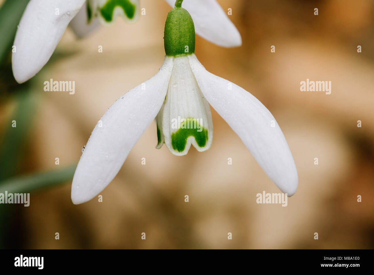Small common snowdrop flower in early spring with. Water drop on a ...