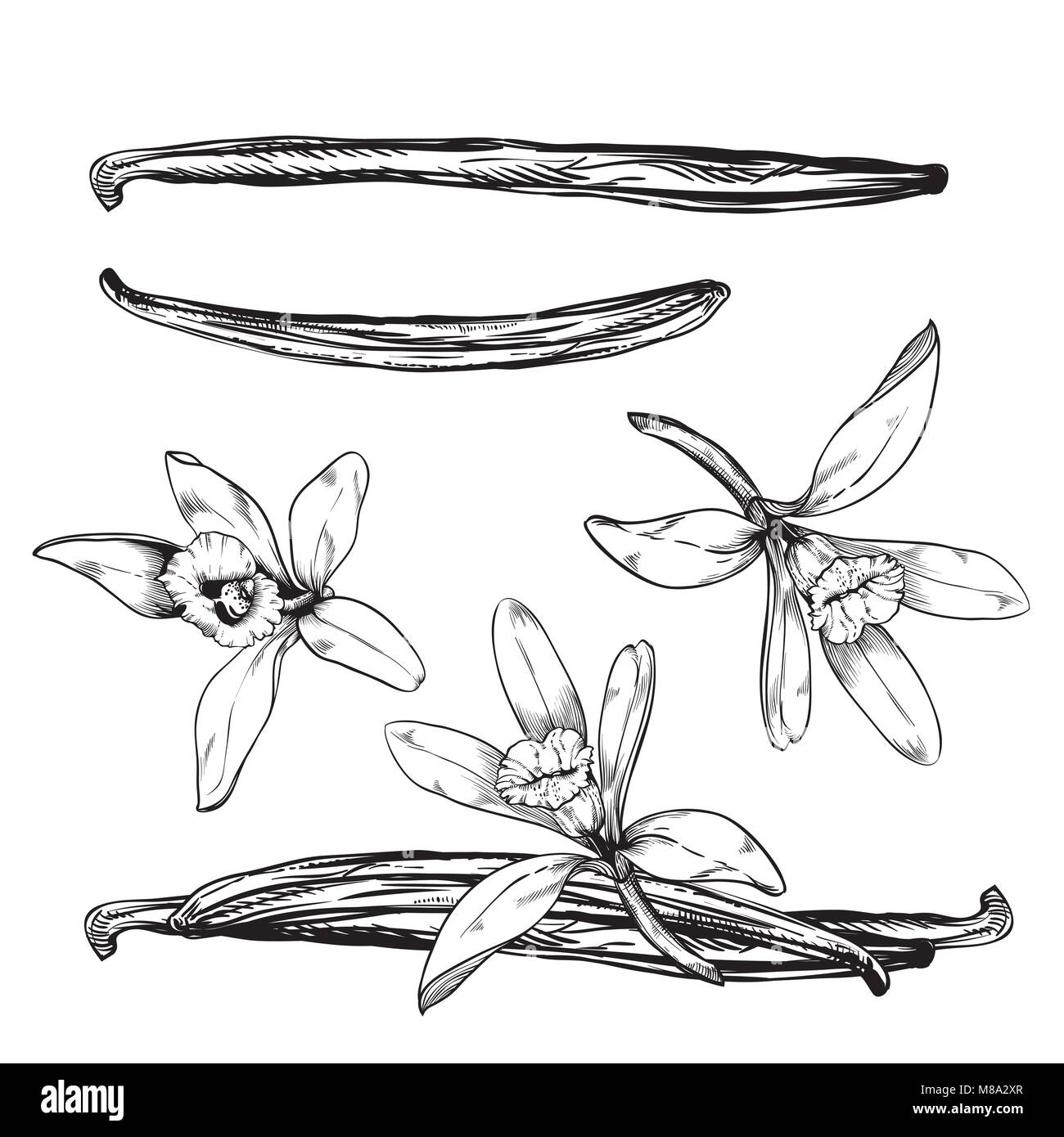 Pod natural Stock Vector Images - Alamy