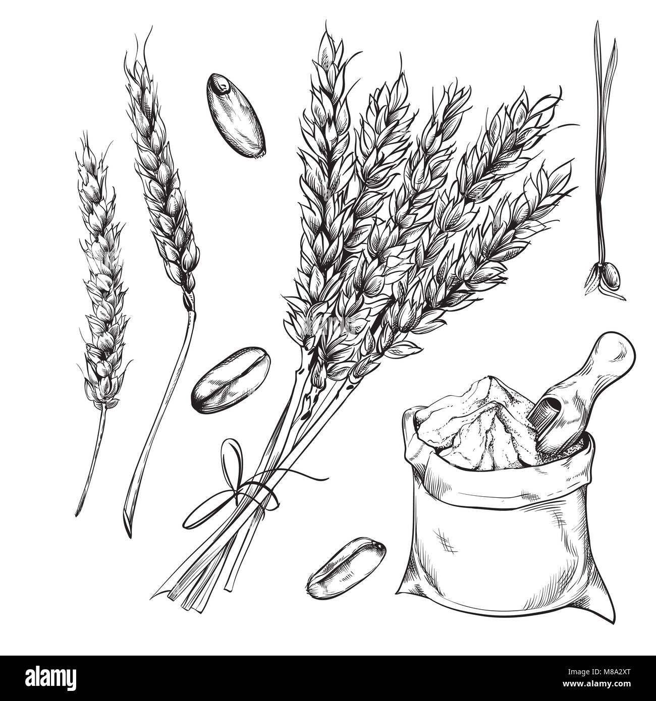 Barley Grain Drawing