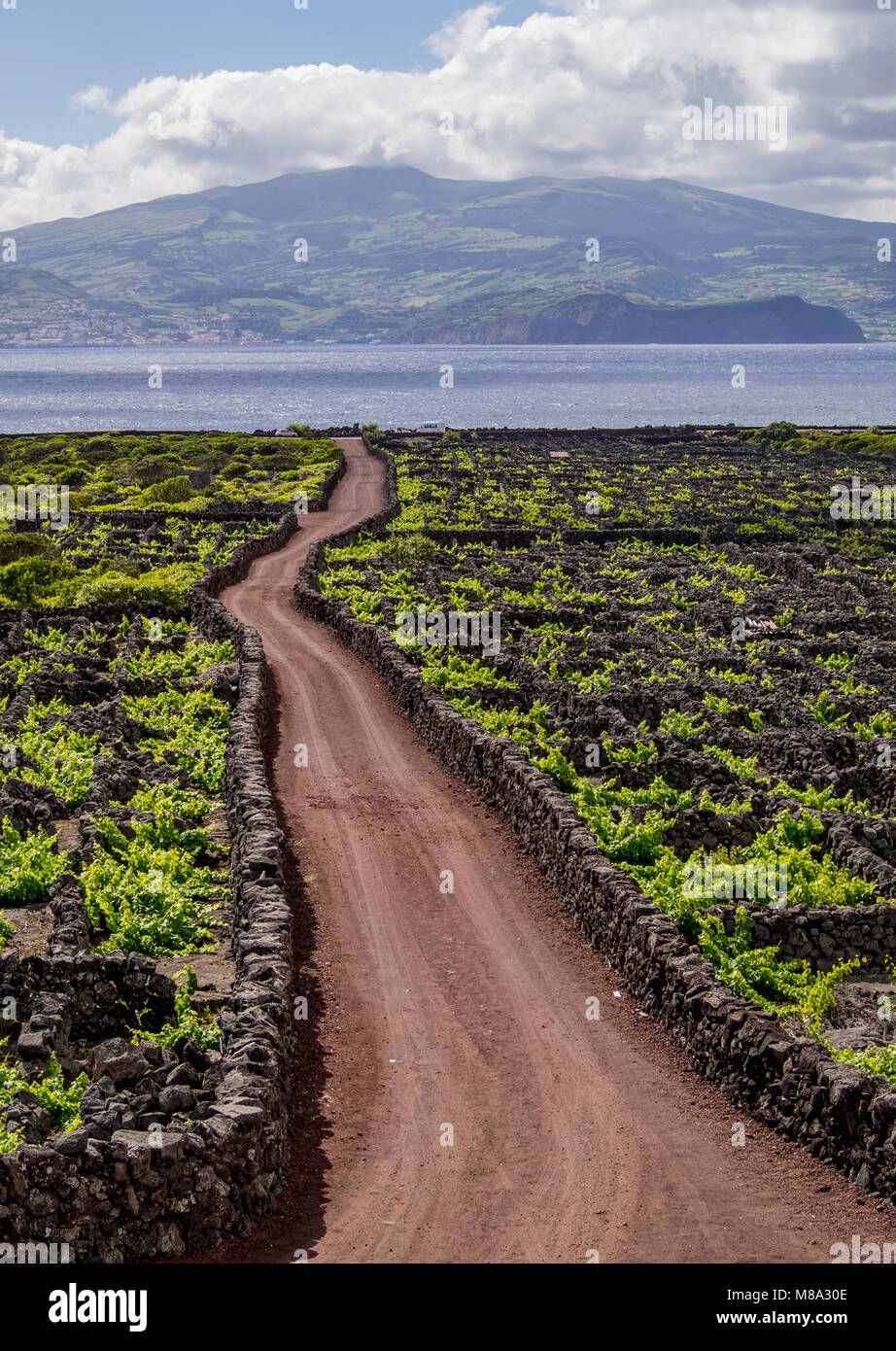 Vineyards of Criacao Velha, UNESCO World Heritage Site, Pico Island ...