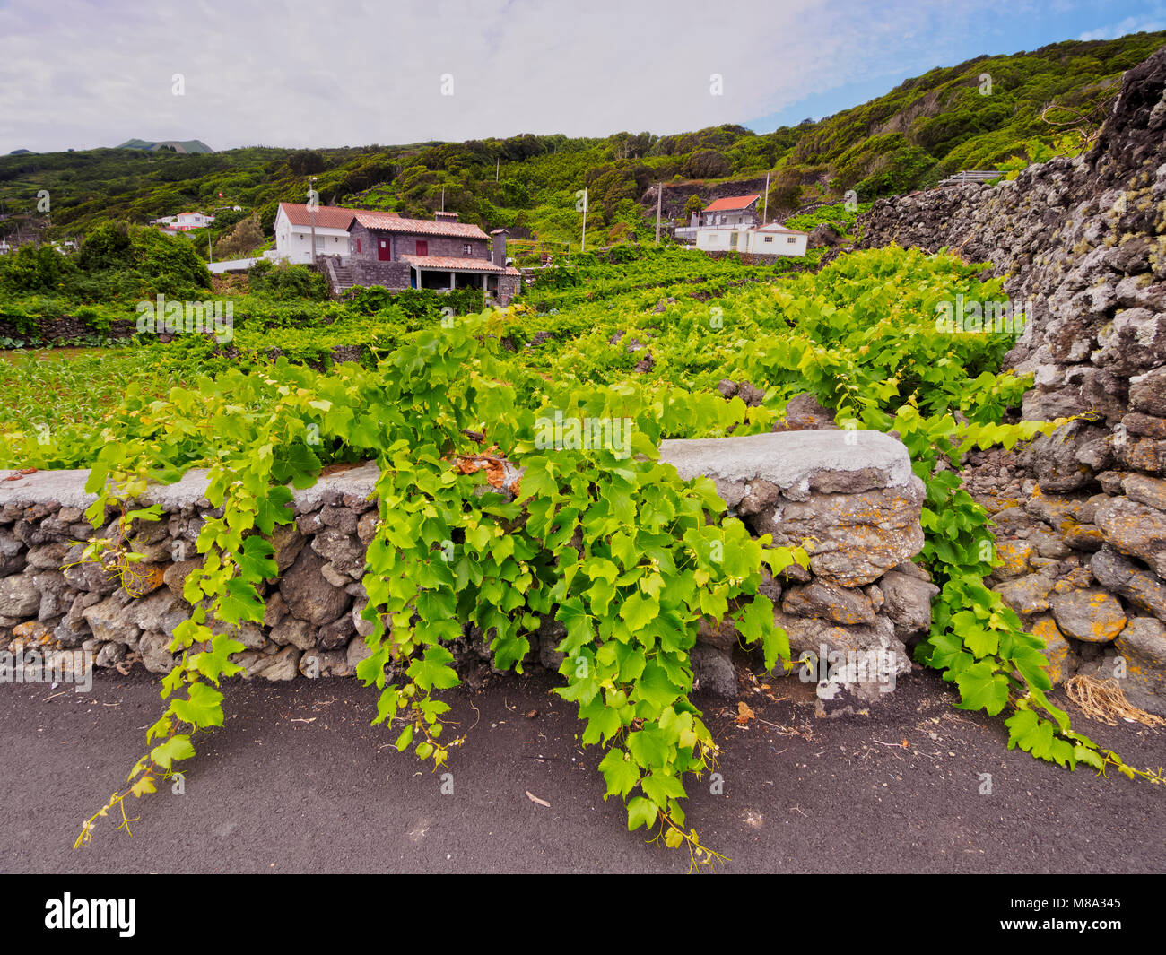 Vineyard on Pico Island, Azores, Portugal Stock Photo - Alamy