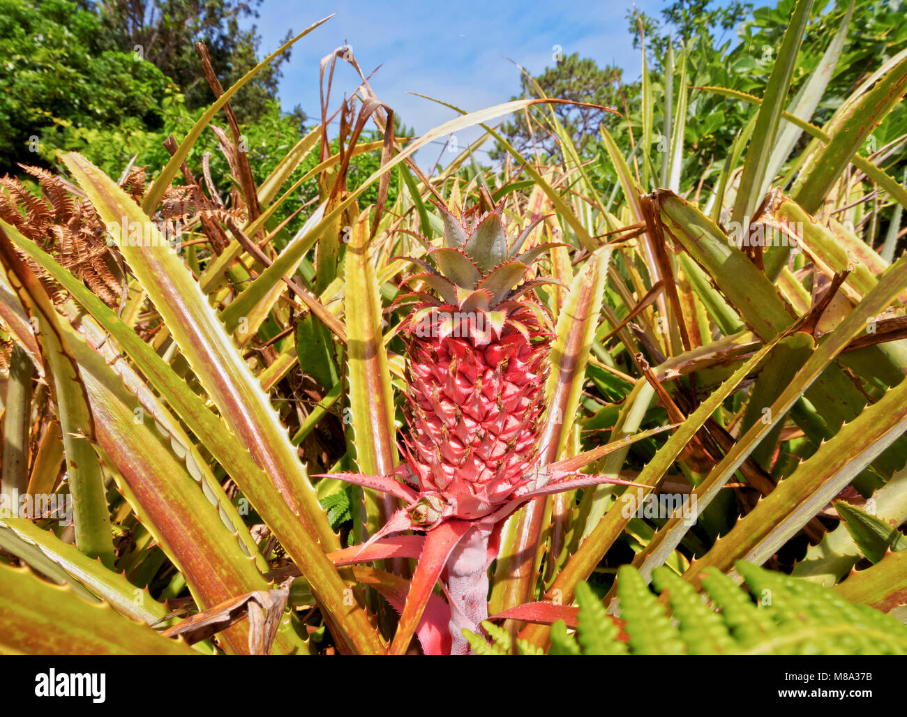 Azores pineapple hi-res stock photography and images - Alamy