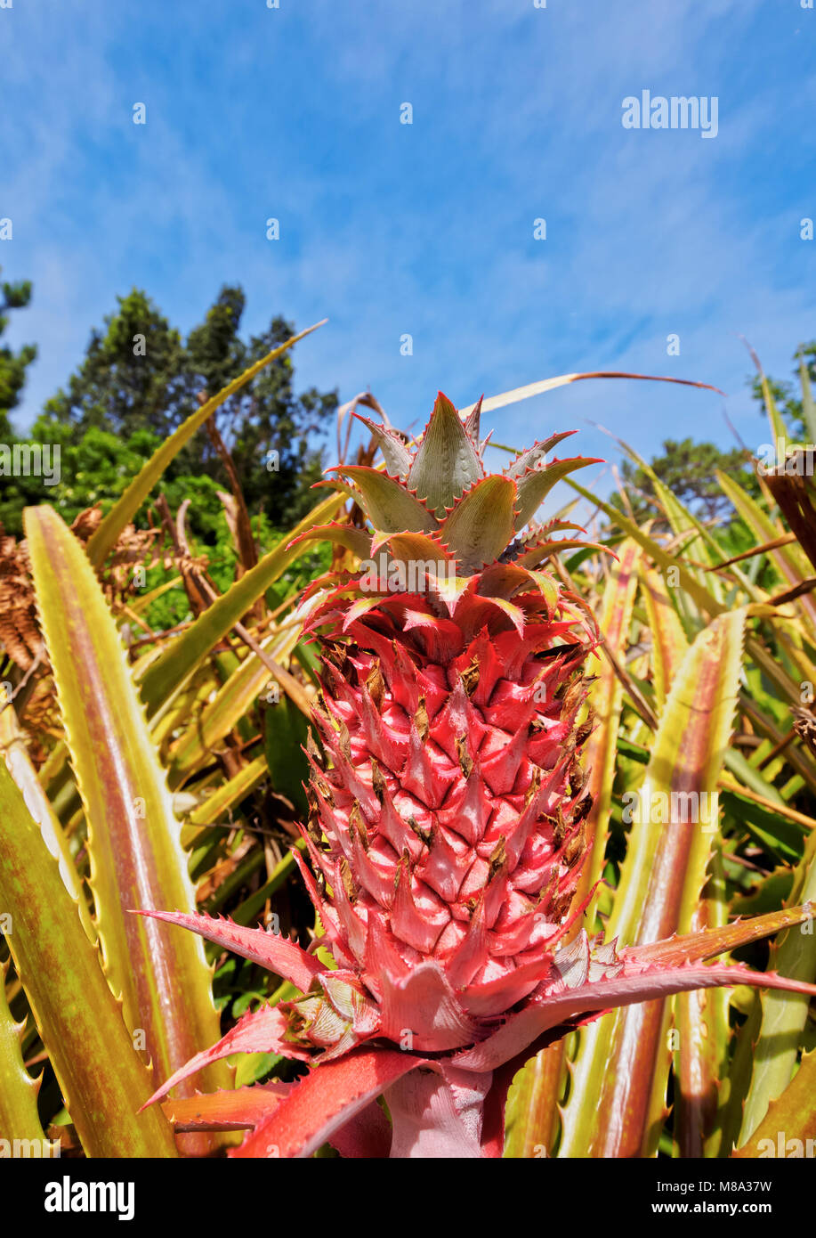 Azores Pineapple High Resolution Stock Photography and Images - Alamy